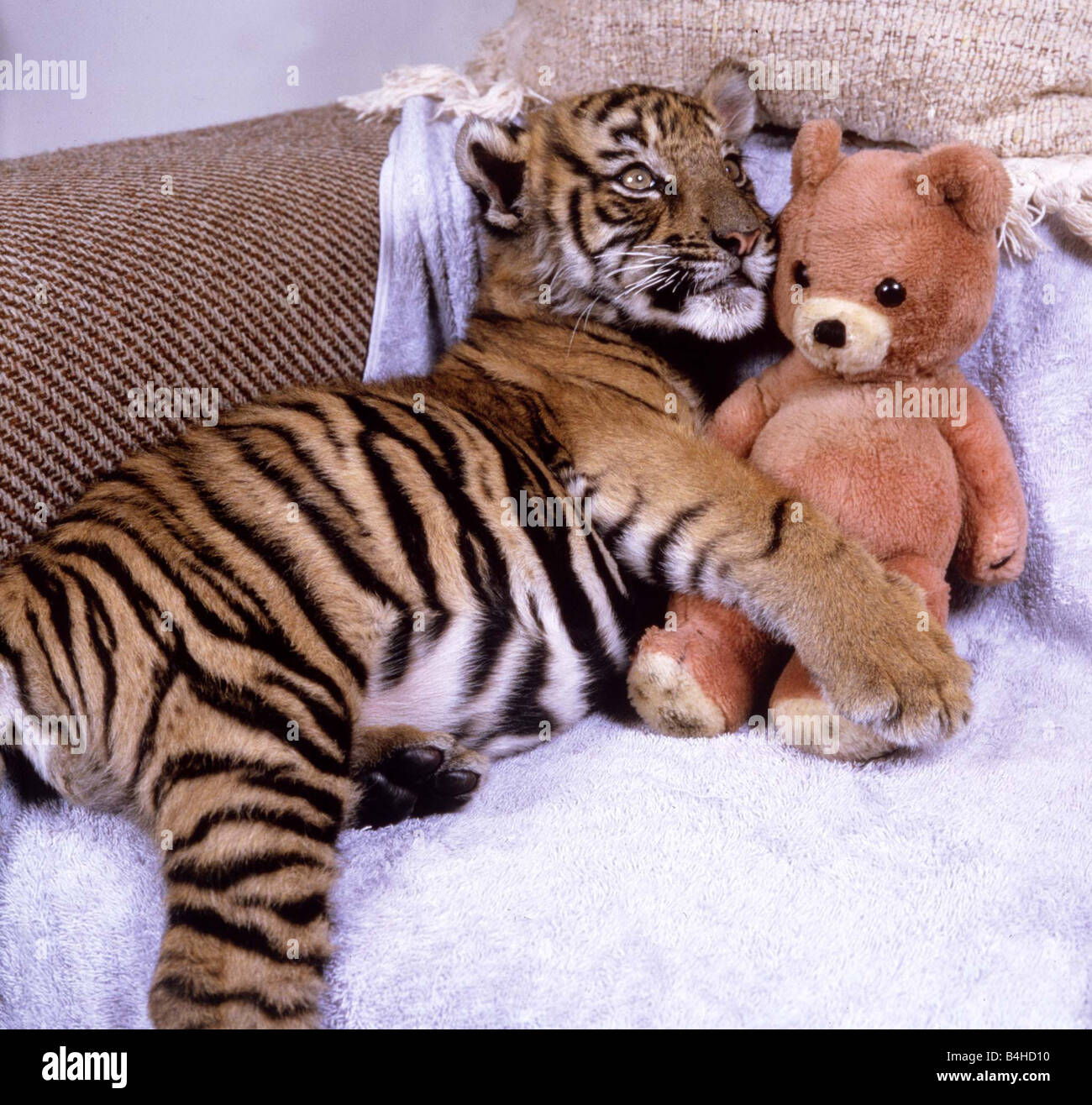Tiger Cubs Cuddling