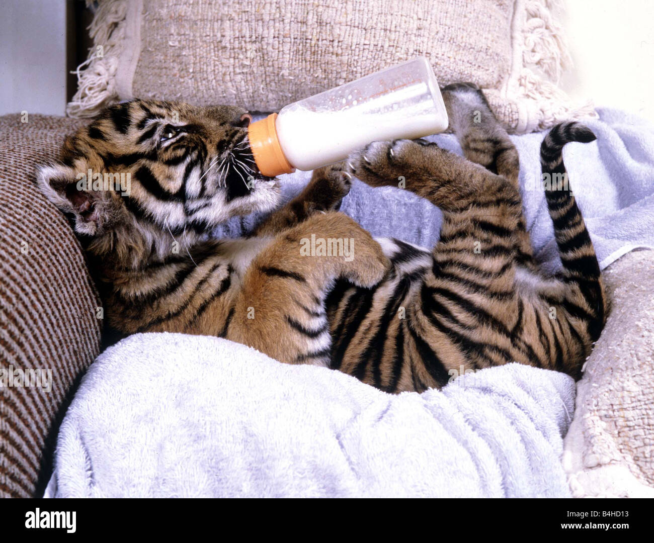 Baby tiger drinking milk hi-res stock photography and images - Alamy