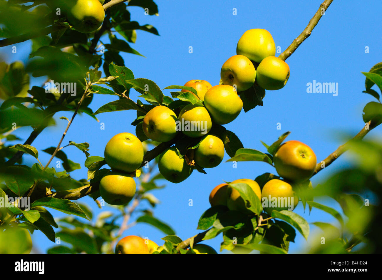 Apples images hi-res stock photography and images - Alamy