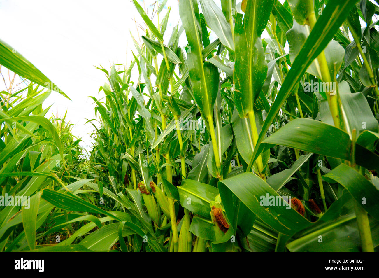 Sweet corn crop in field, Bavaria, Germany Stock Photo - Alamy