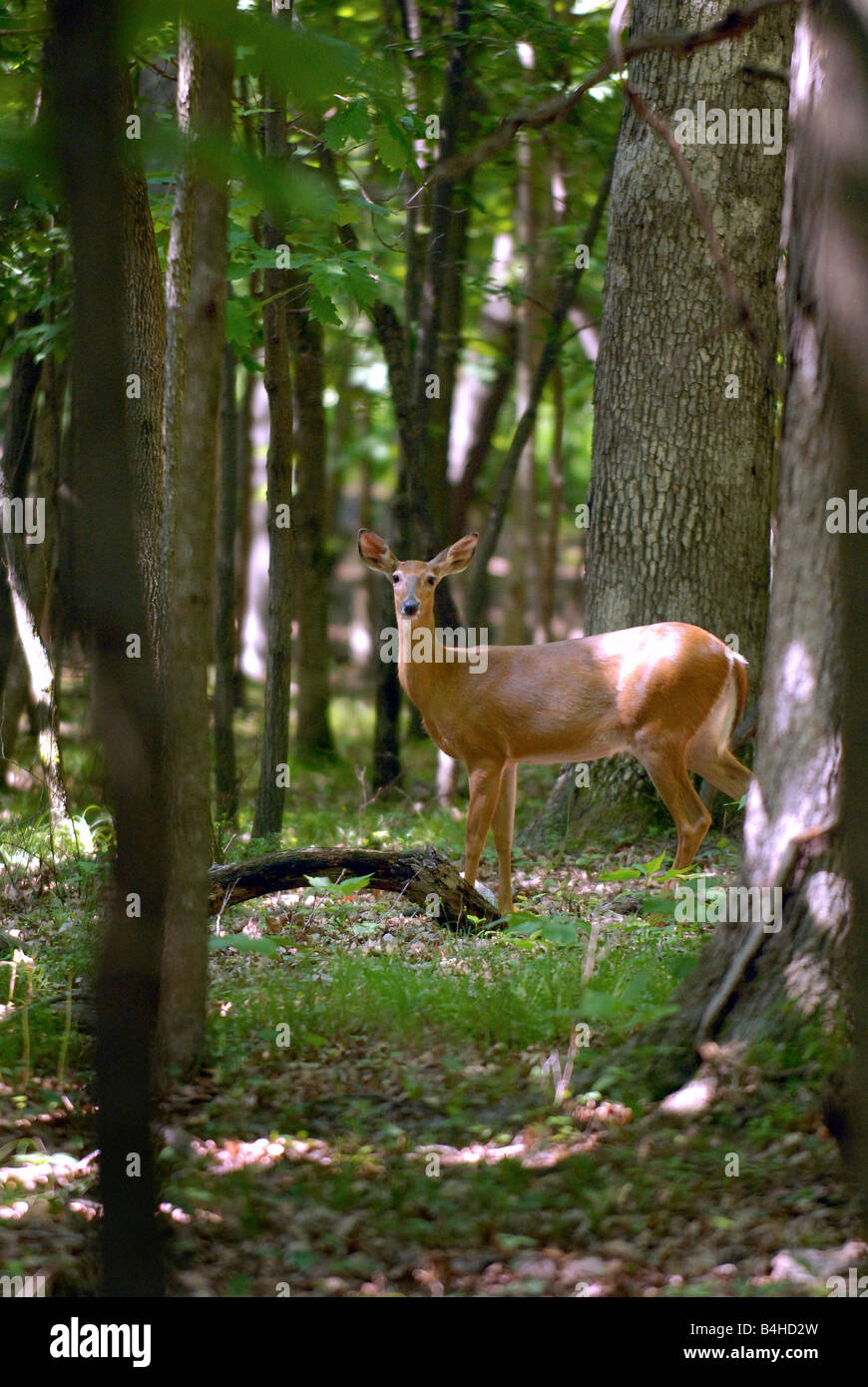 A doe in a forest Stock Photo - Alamy