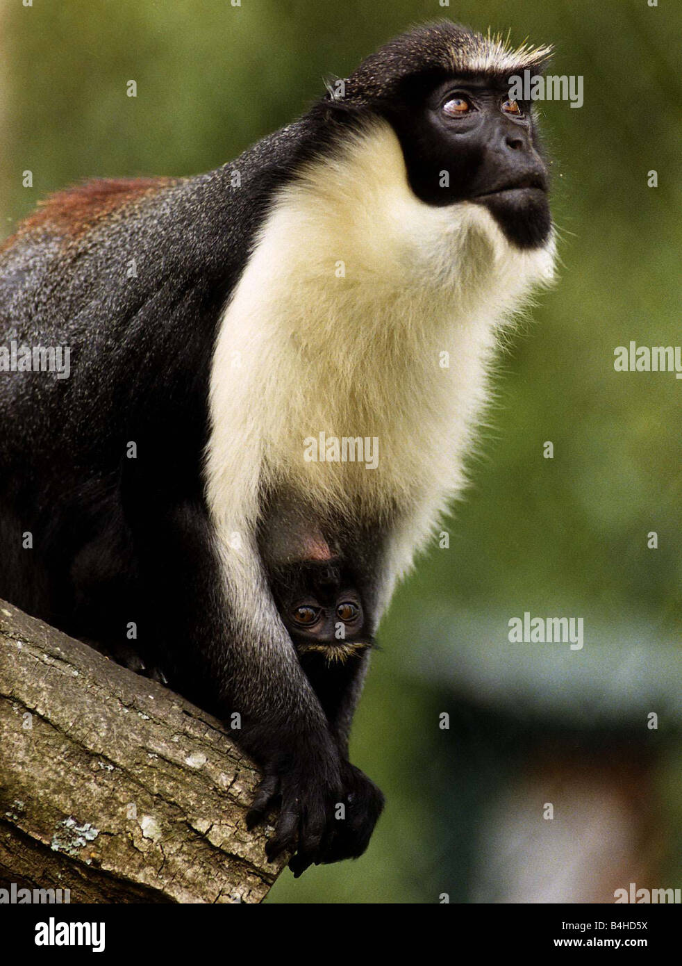 Animals Monkey baby Biblo is one of Port Lympne Zoo Park Diana Monkeys ...