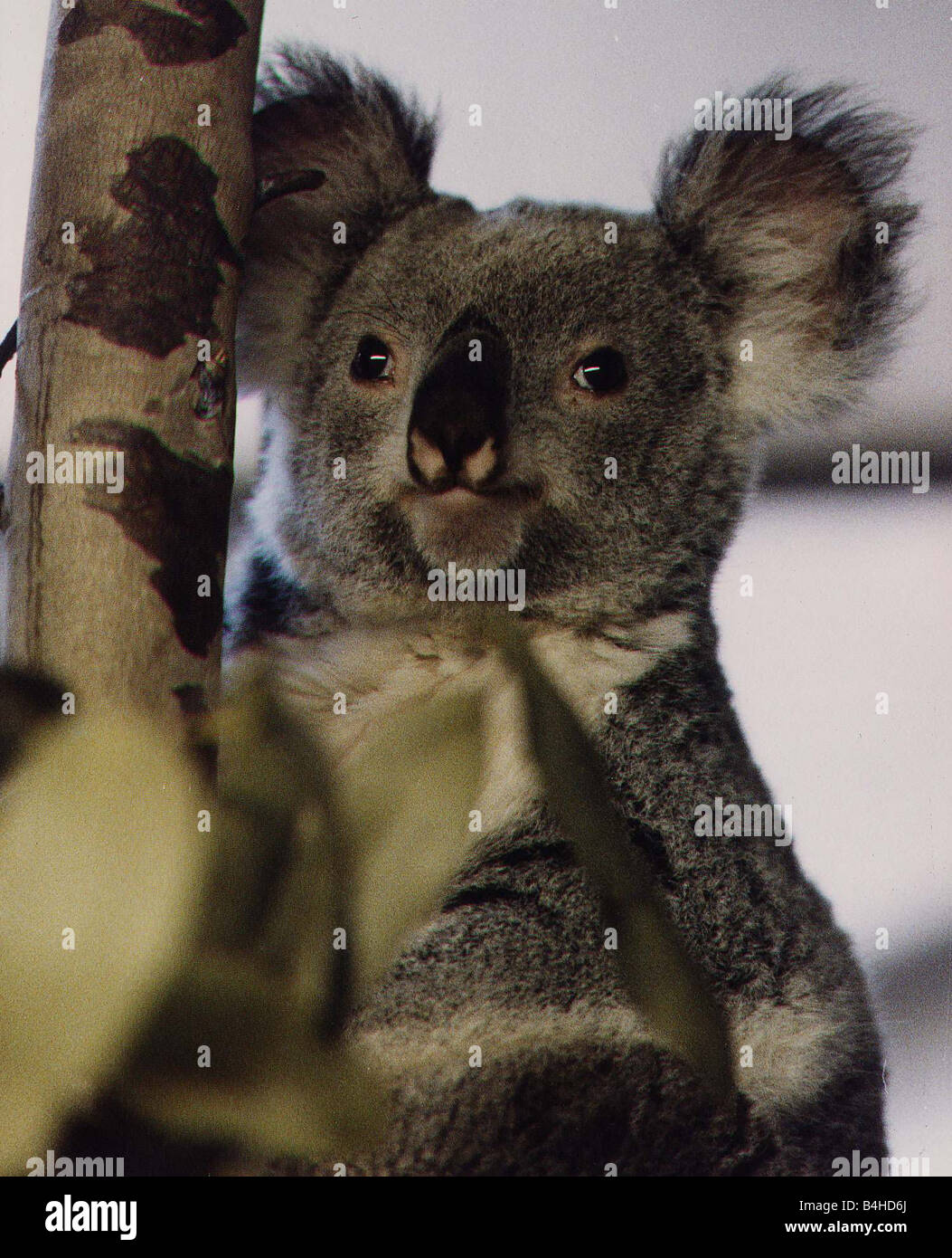Animals Koala Bear Marsupials circa 1995 Stock Photo - Alamy