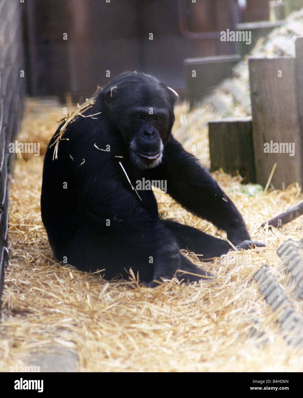 Cute chimps hi-res stock photography and images - Alamy