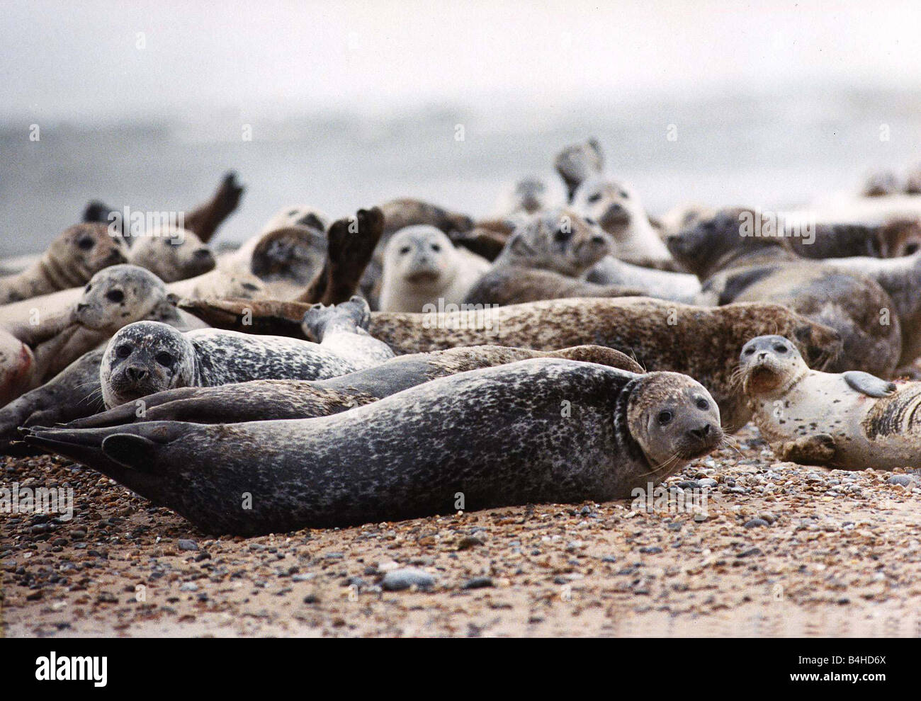 Blakney point seals hi-res stock photography and images - Alamy