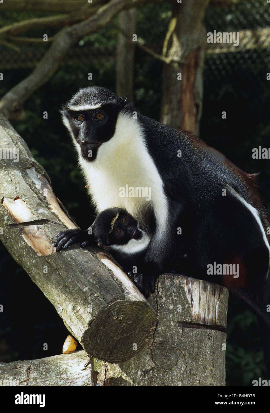 Animals Monkeys West African species Stock Photo - Alamy