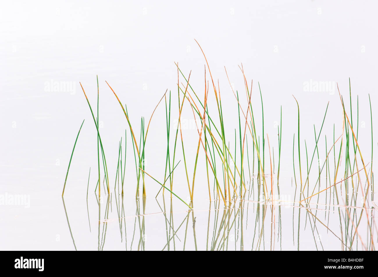 Reeds hi-res stock photography and images - Alamy