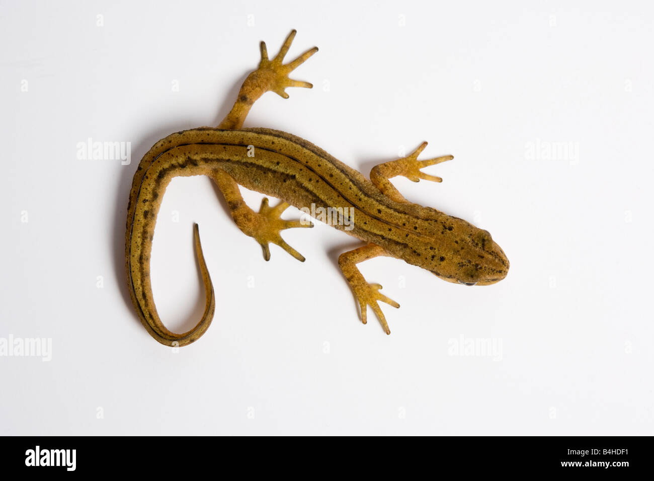 Common Newt Or Smooth Newt High Resolution Stock Photography and Images ...