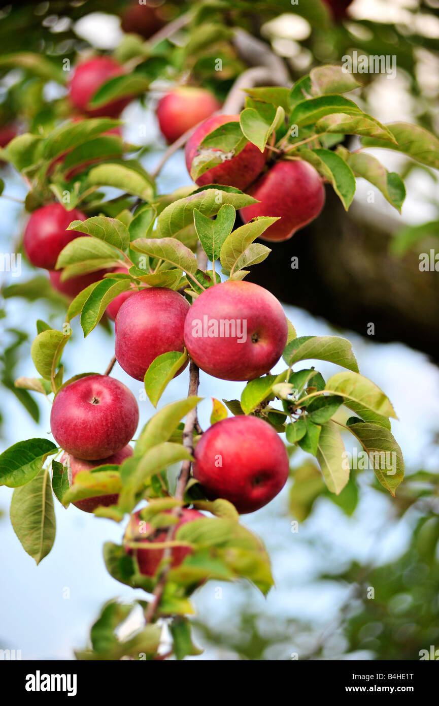Fresh apples on an apple tree against a blue sky Stock Photo - Alamy