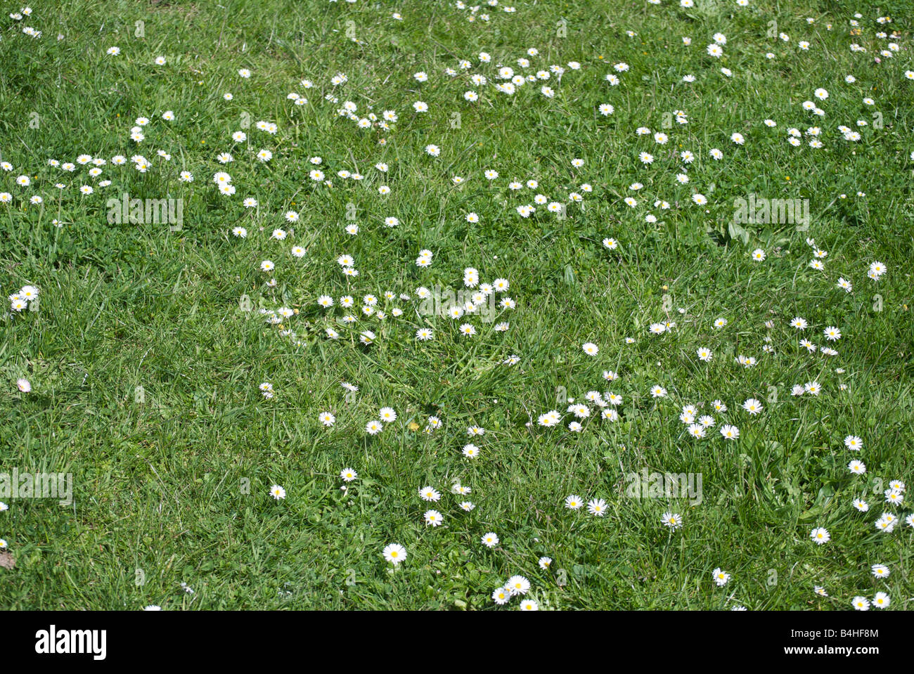 Lawn Daisies High Resolution Stock Photography and Images - Alamy
