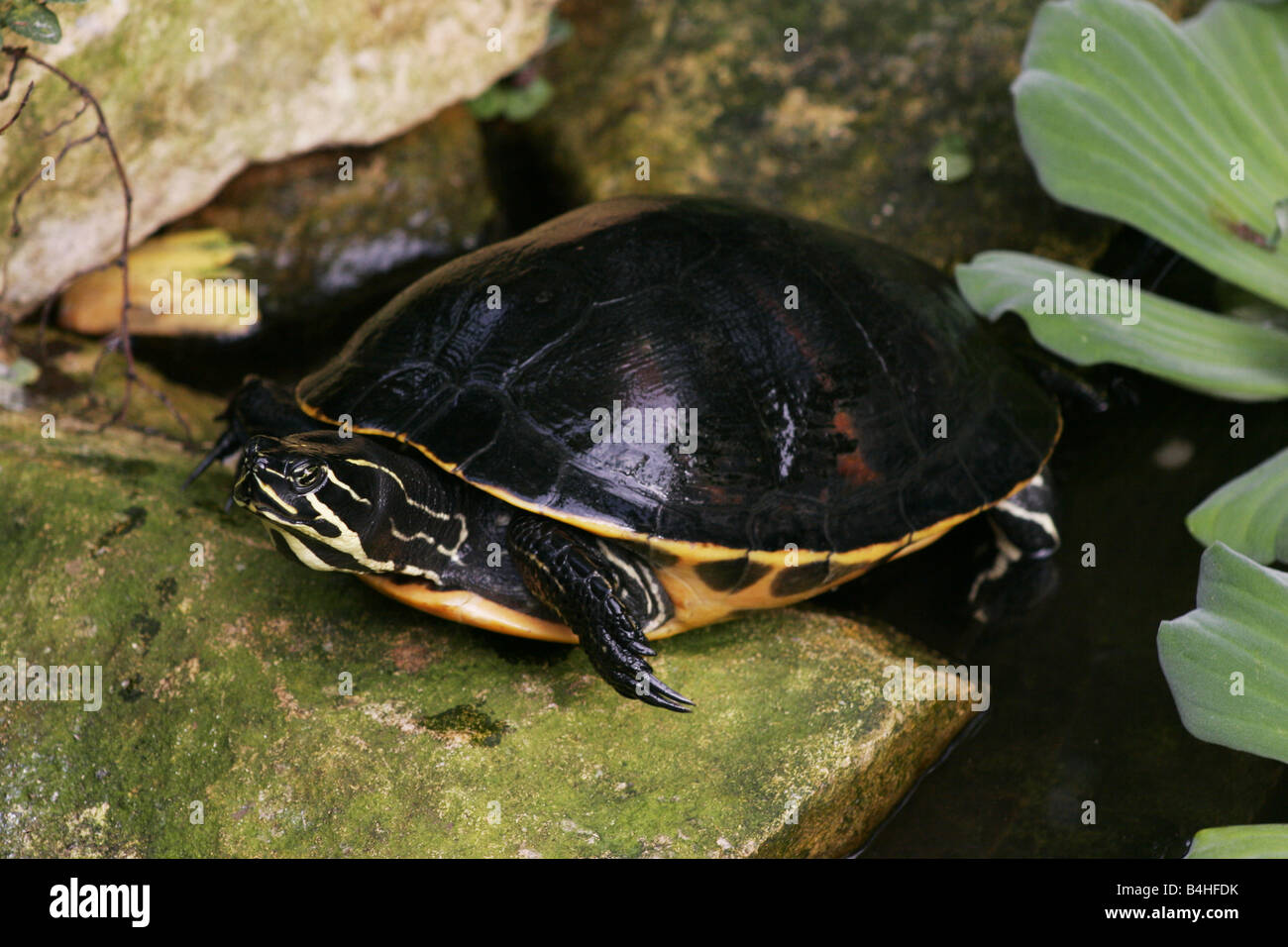 A terrapin climbs out of a pool Stock Photo - Alamy