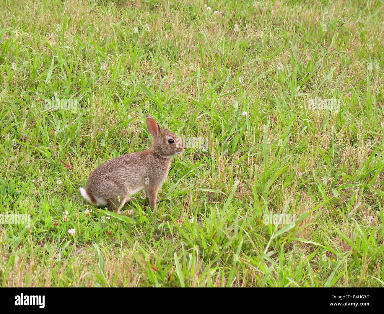 Rabbit laying in grass hi-res stock photography and images - Alamy