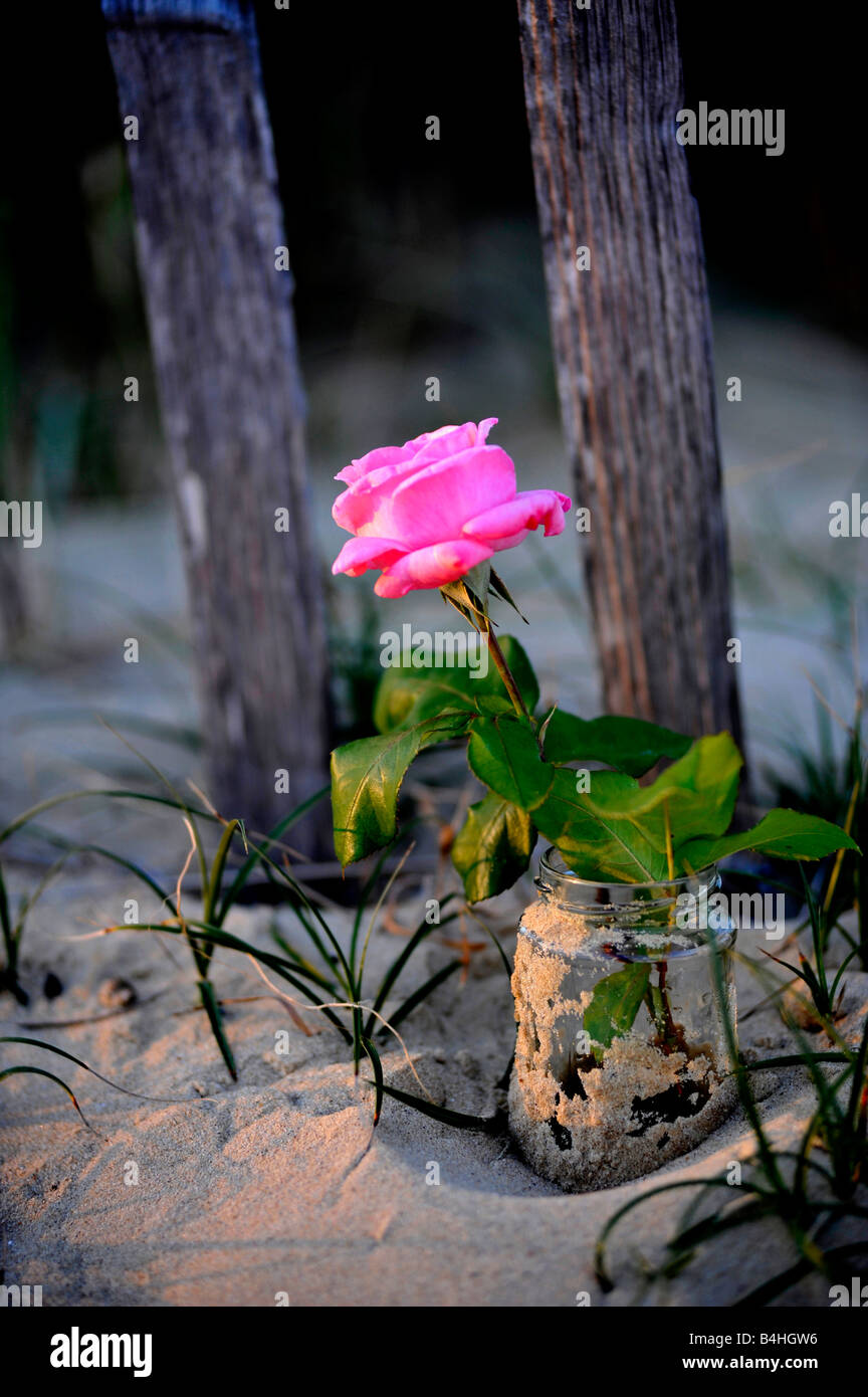 pink rose in jam jar on beach at Walberswick Suffolk England Stock ...