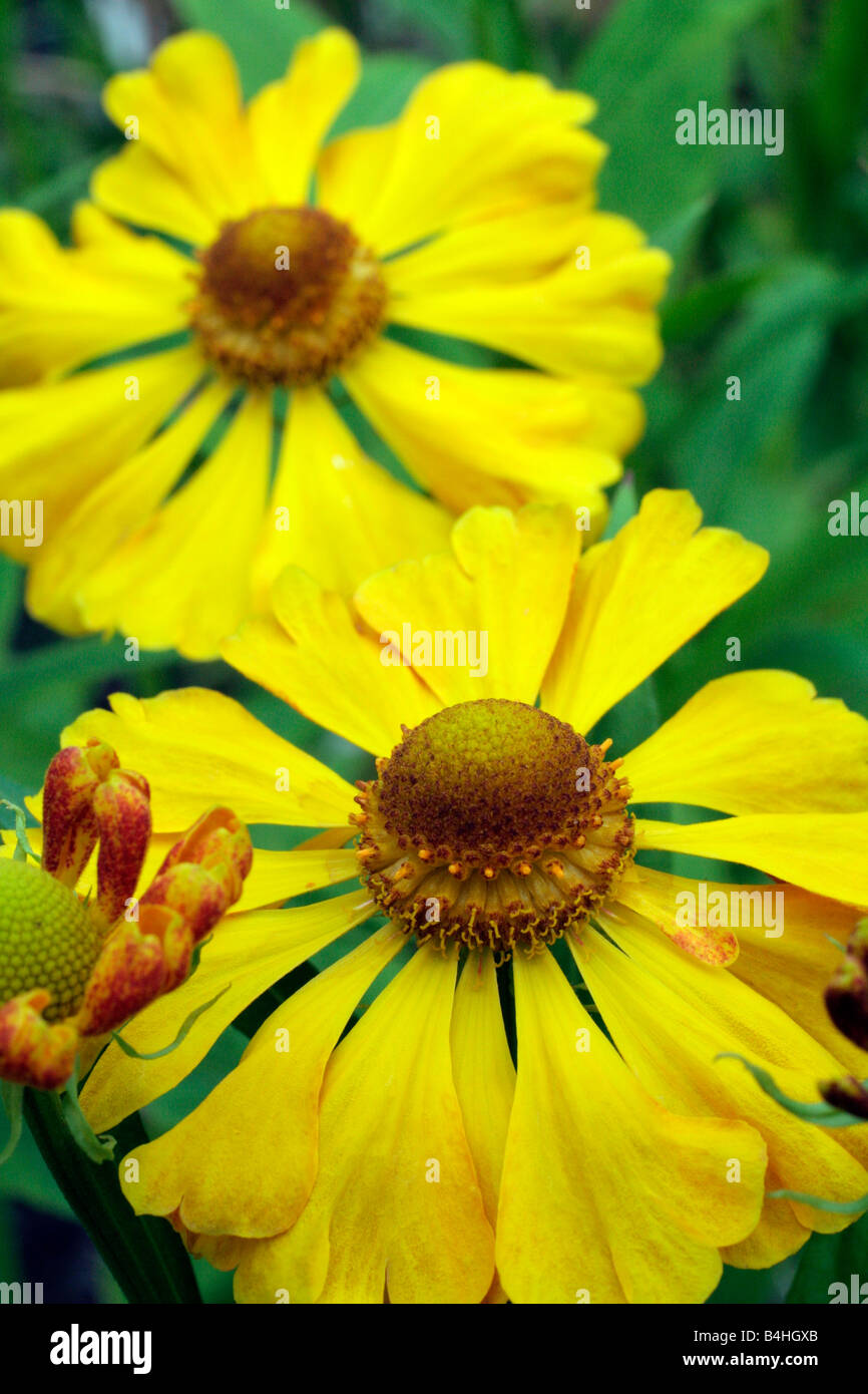 Fall helenium hi-res stock photography and images - Alamy