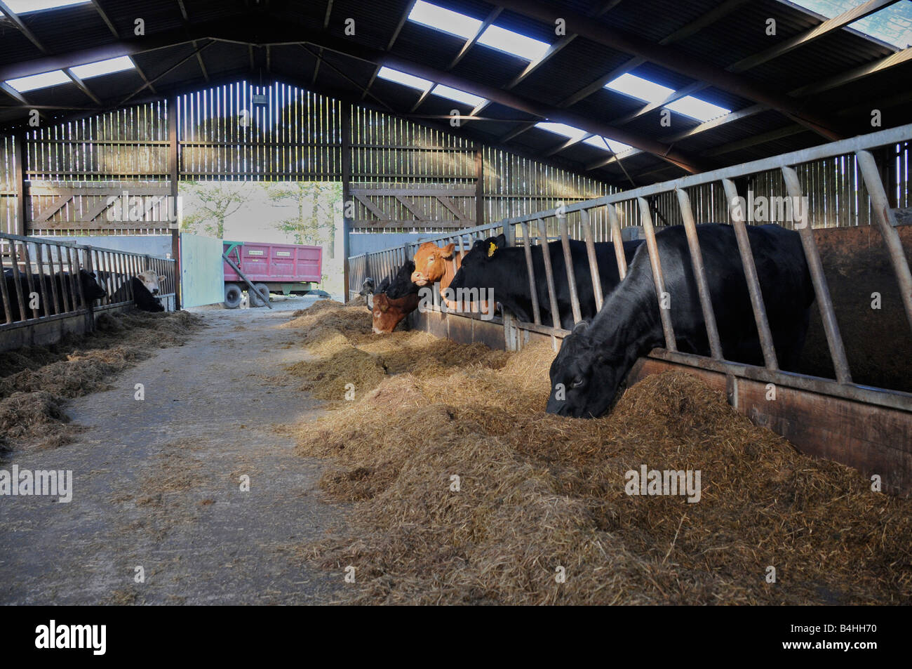 Feeding diary hi-res stock photography and images - Alamy