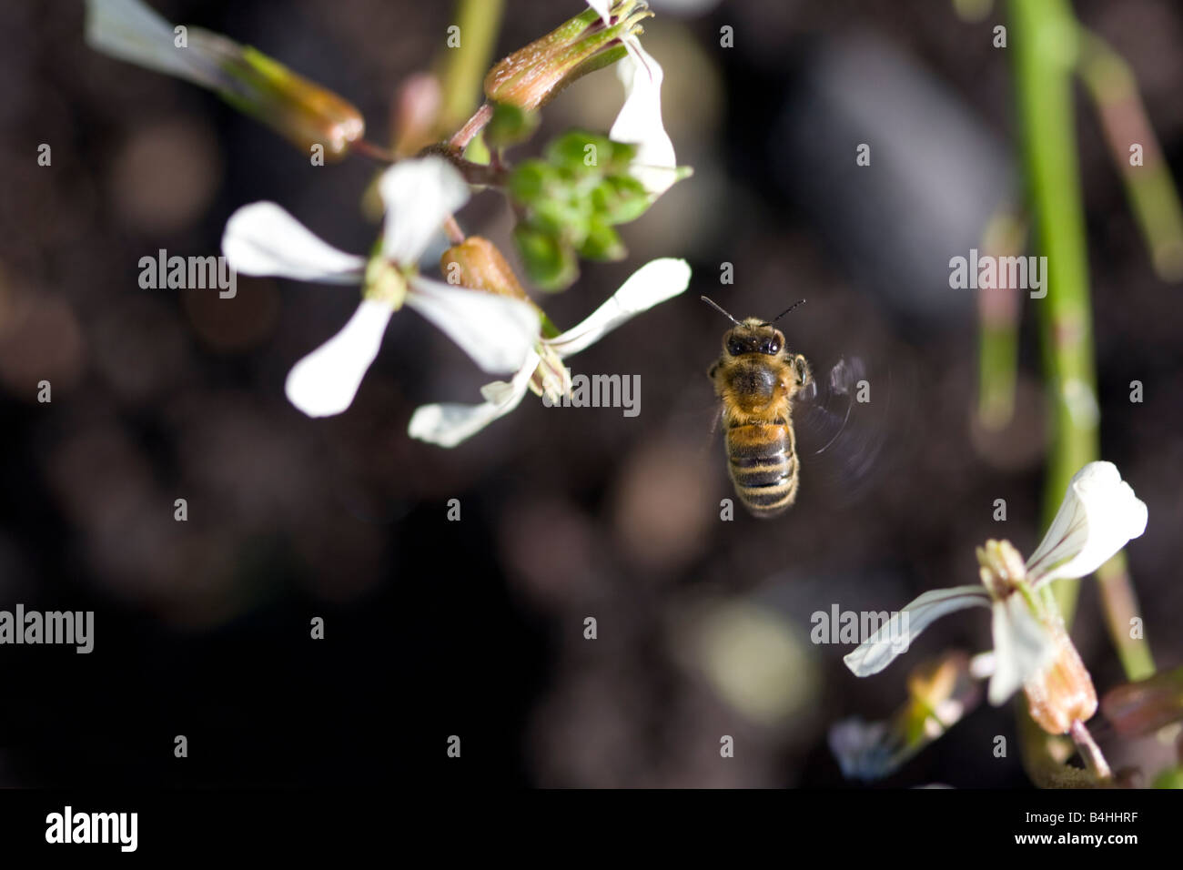 Bee hovering above flower hi-res stock photography and images - Alamy