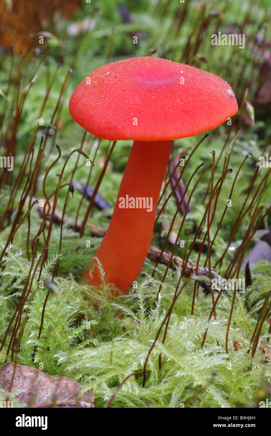 Scarlet Waxcap - Hygrocybe coccinea Stock Photo - Alamy