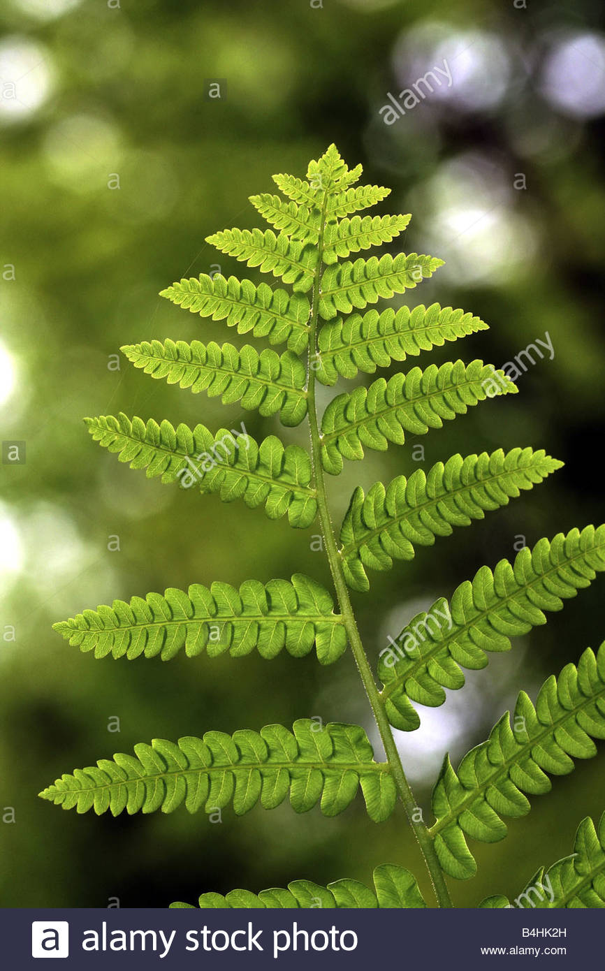 Pinnately Compound Leaf Stock Photos & Pinnately Compound Leaf Stock ...