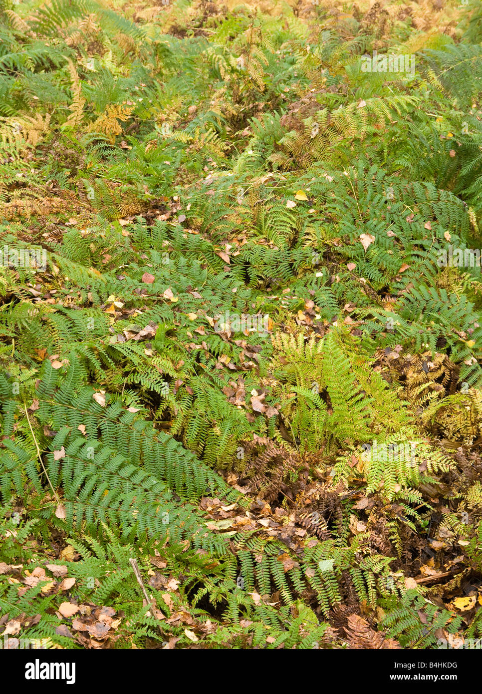 Common bracken hi-res stock photography and images - Alamy