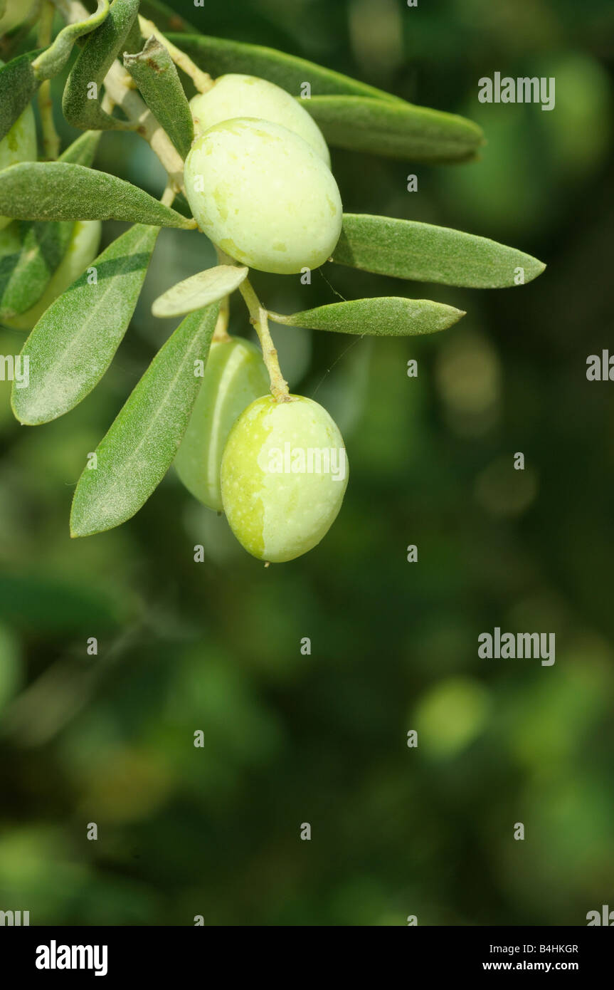 Turkish olive farm hi-res stock photography and images - Alamy