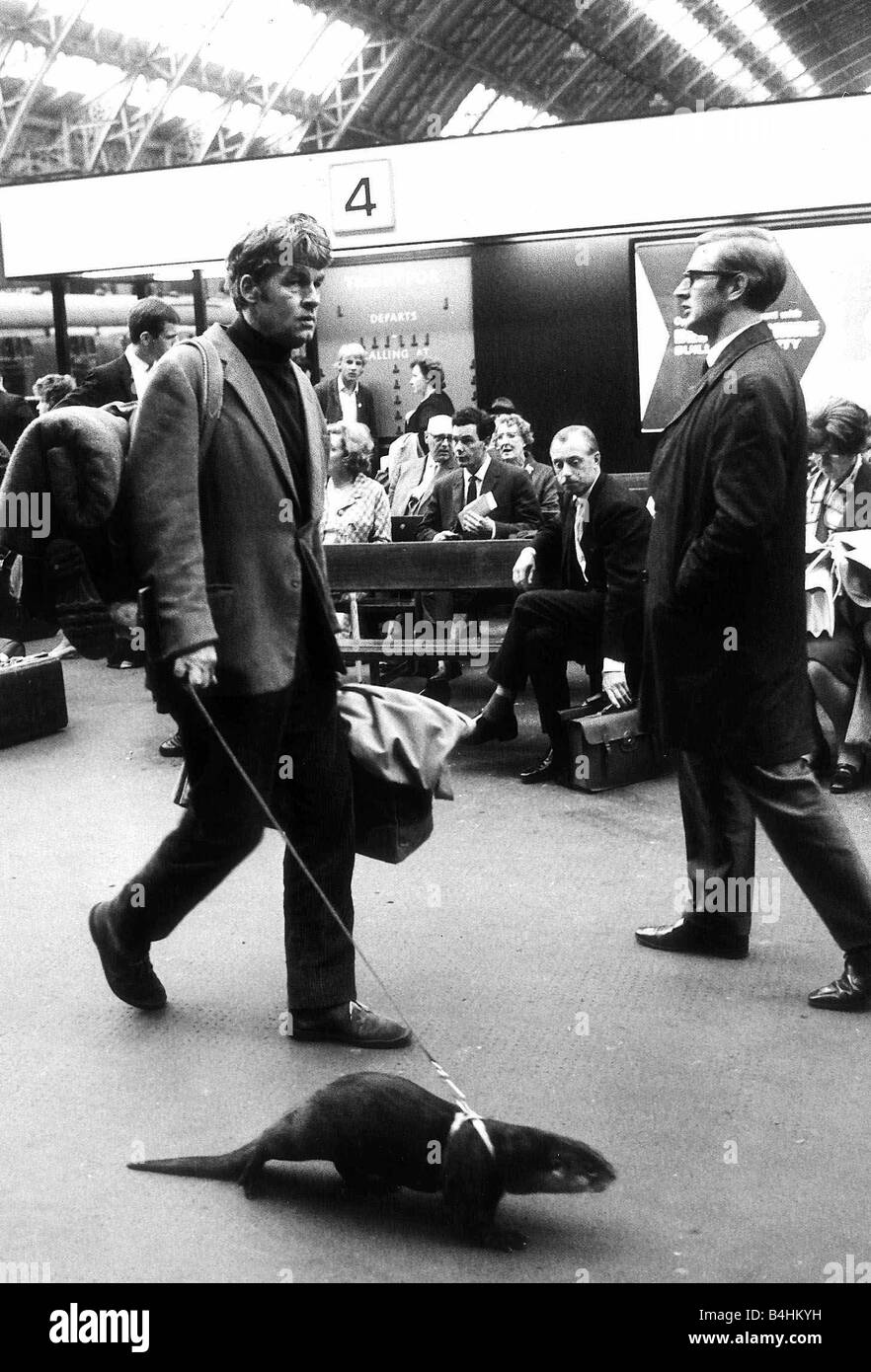 Bill Travers Actor July 1968 with Oliver the Otter Stock Photo - Alamy