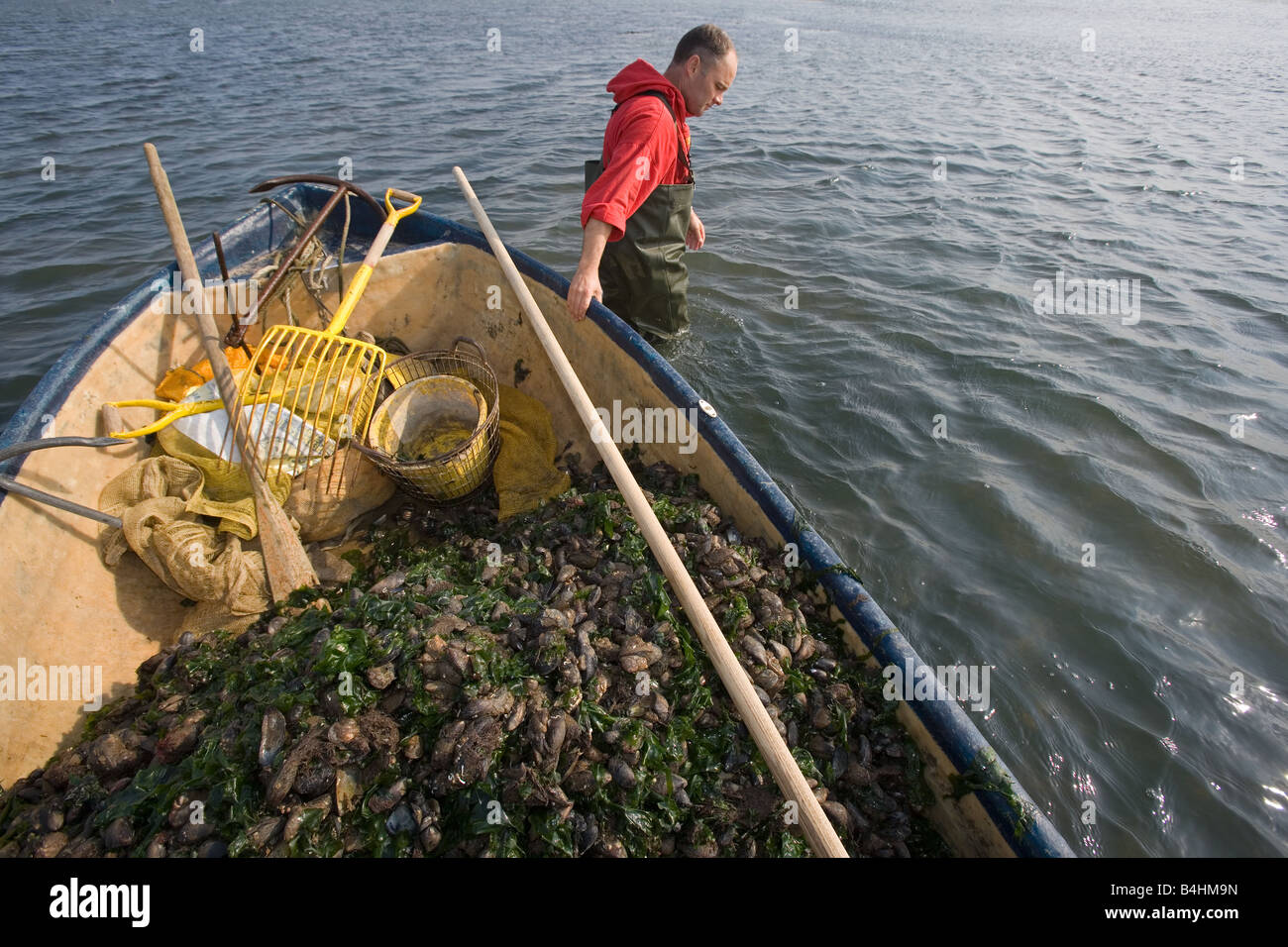 Returning with harvested mussels River Stiffkey Blakeney Harbour ...