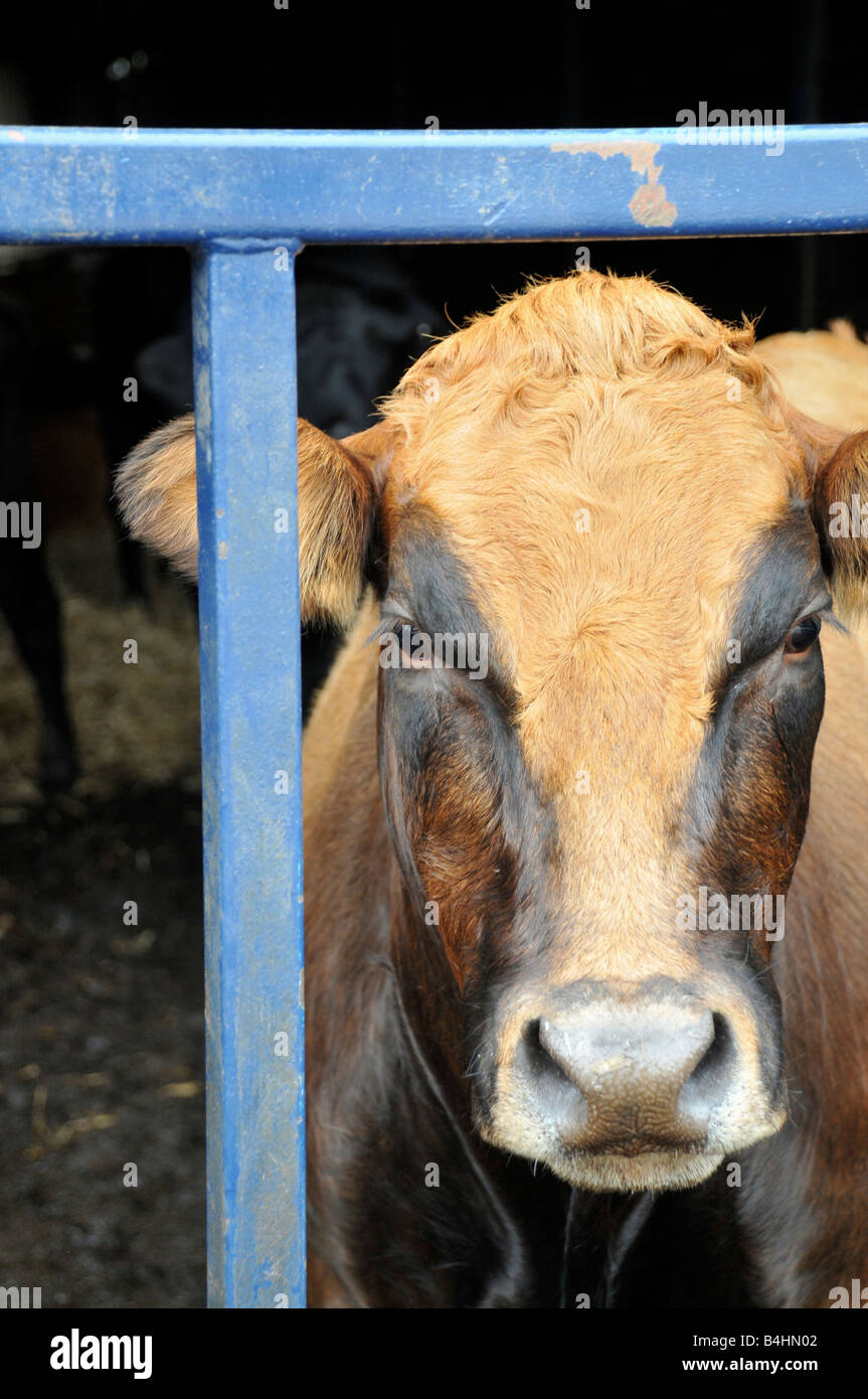 A beautiful colored cow in her stable Stock Photo - Alamy
