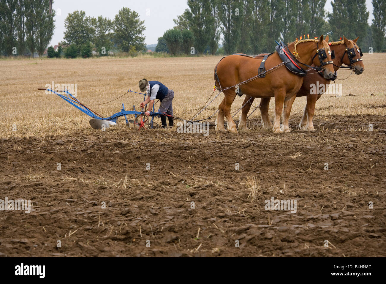 Suffolk punch uk hi-res stock photography and images - Alamy