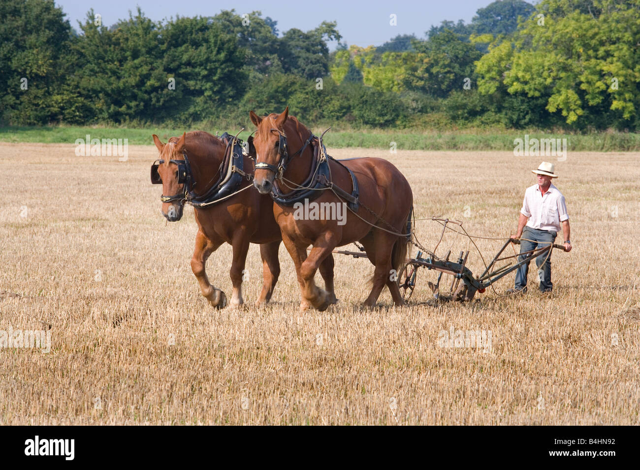 Suffolk punch uk hi-res stock photography and images - Alamy