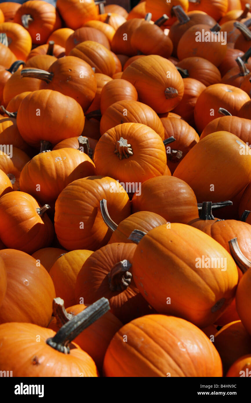 Orange pumpkins close up from above overhead full background color ...