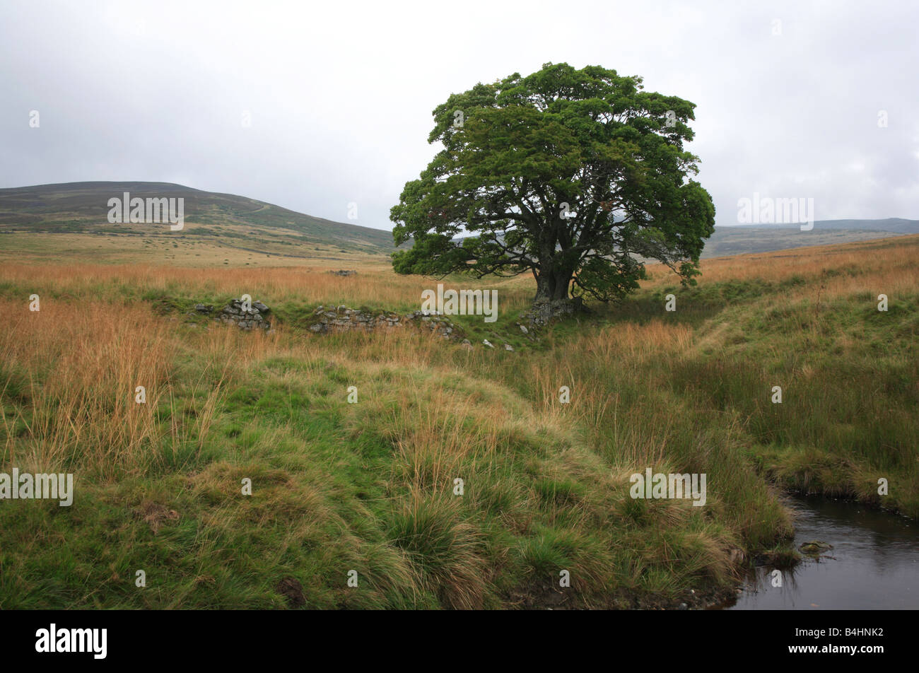Lone tree on heather moorland near Morven Burn, Aberdeenshire, Scotland ...