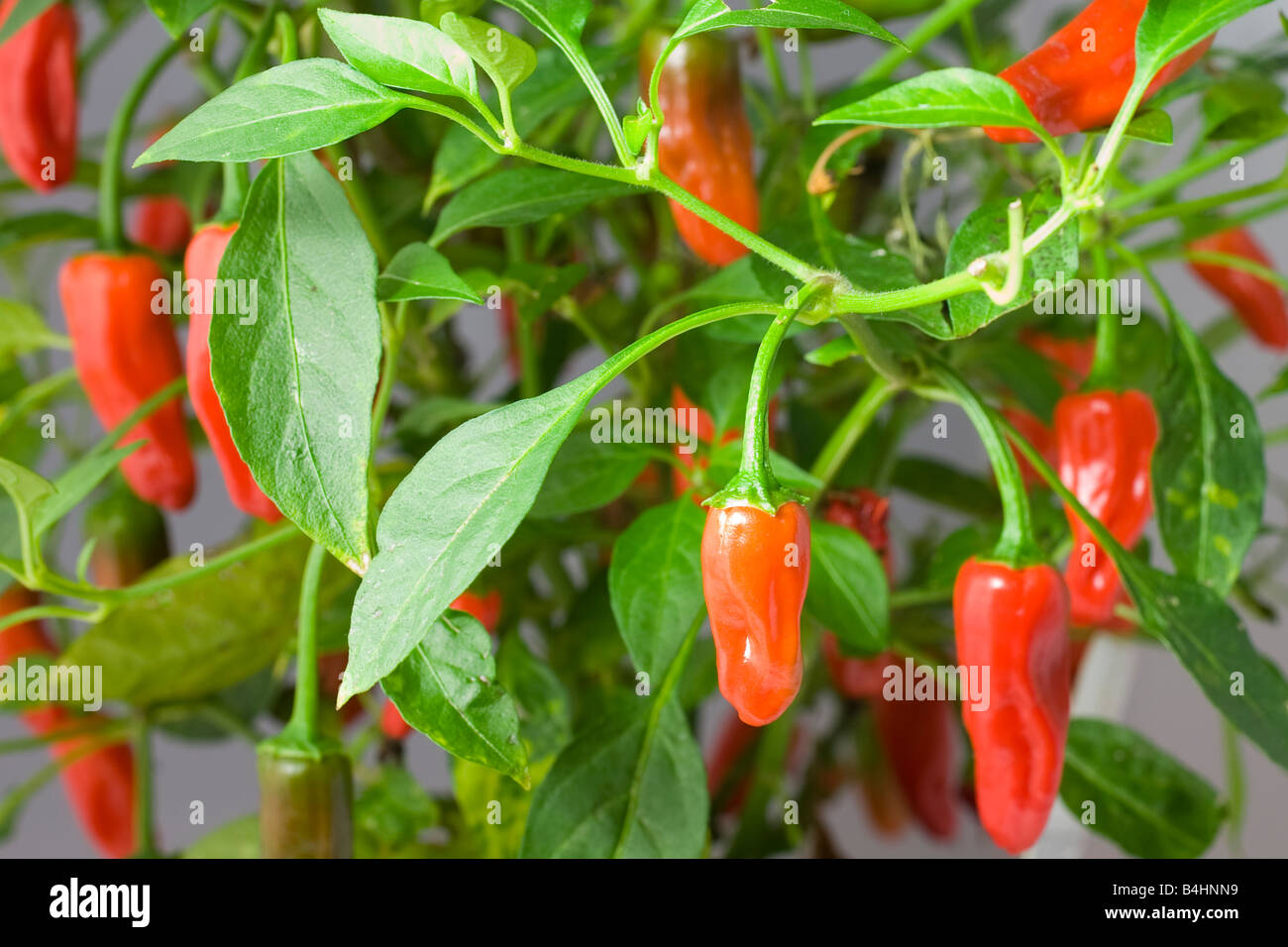 Chilli peppers on the plant hi-res stock photography and images - Alamy