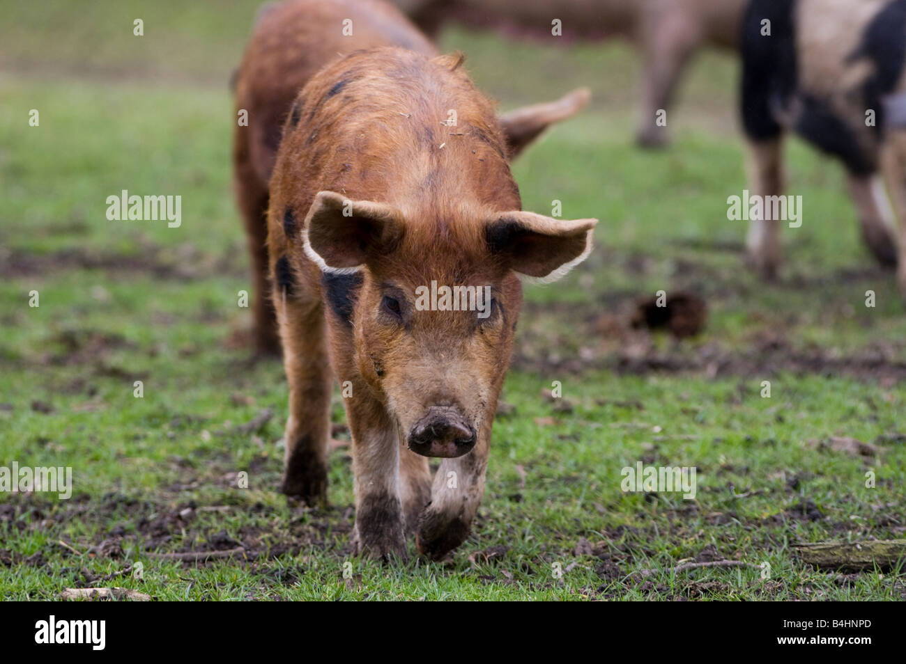 Brown pig in the forest england Stock Photo - Alamy