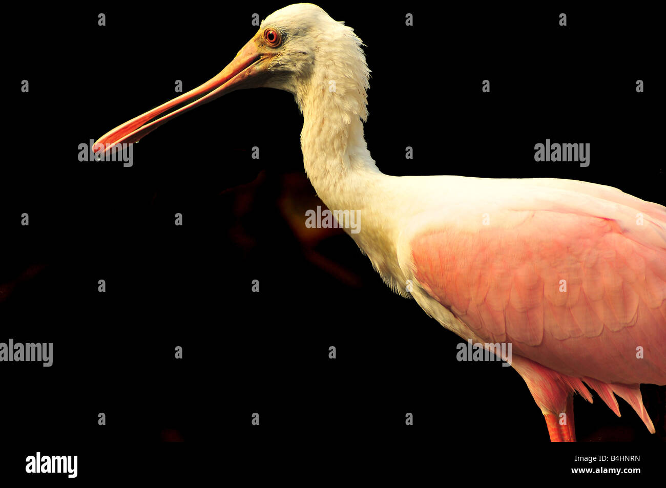 Spoon beak hi-res stock photography and images - Alamy