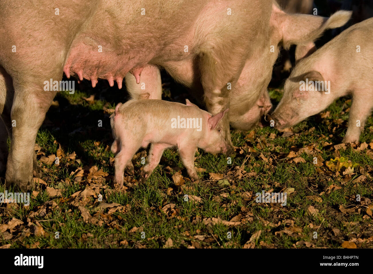 Piglet with its mother and family Stock Photo - Alamy
