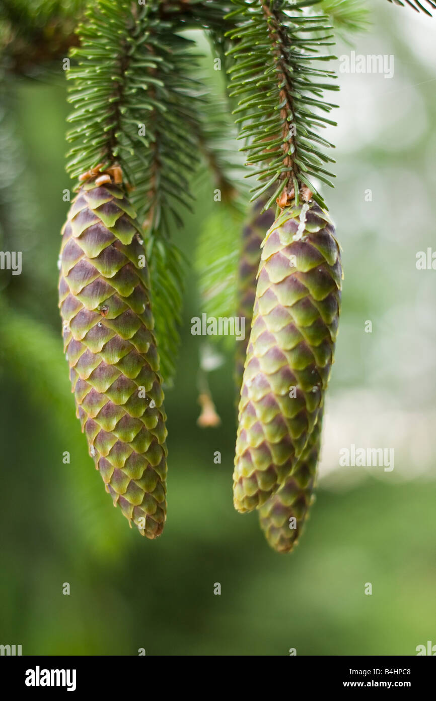 close up of a two pine cones hanging on a tree Stock Photo - Alamy