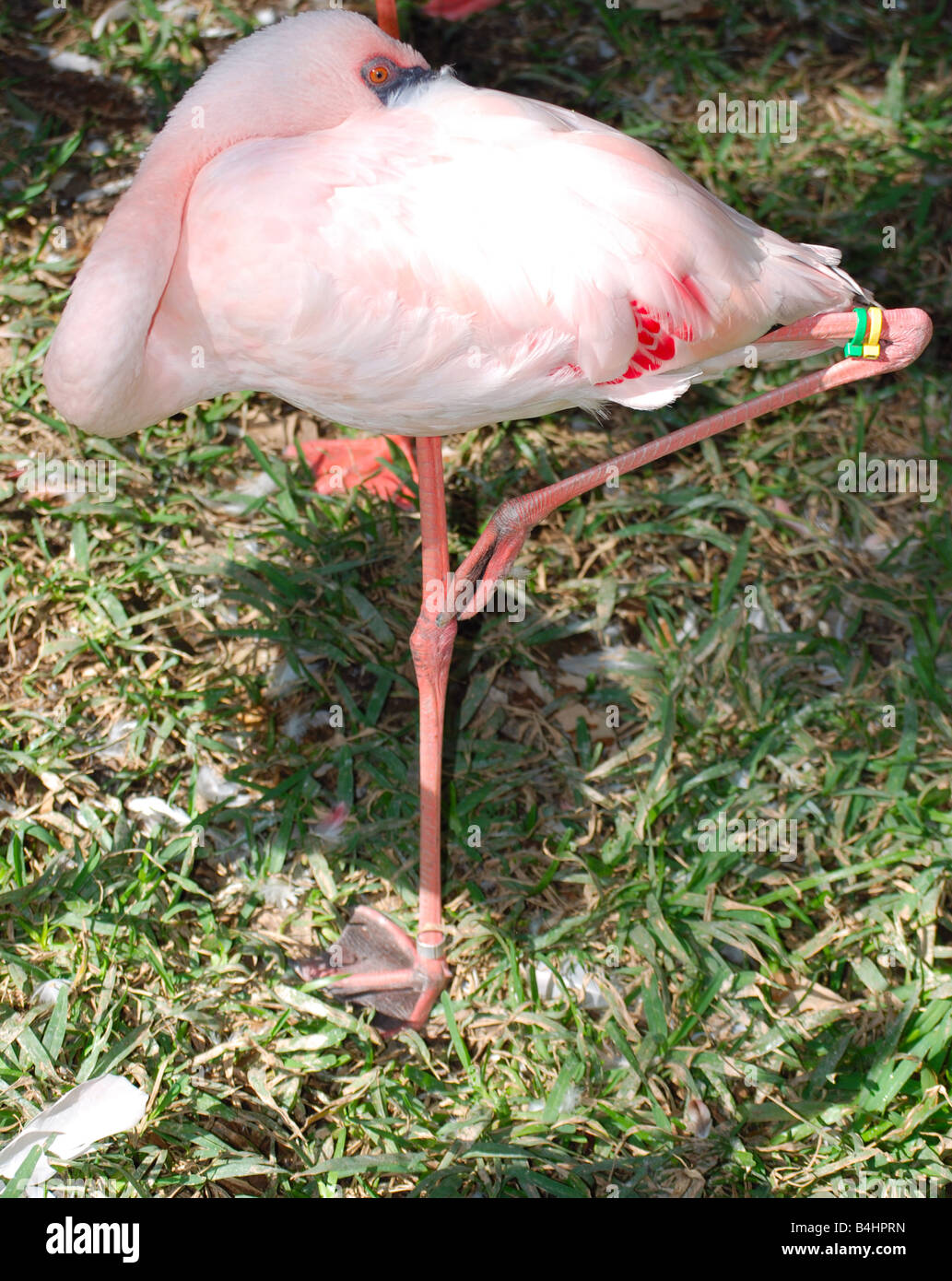 Flamingo on one leg hi-res stock photography and images - Alamy