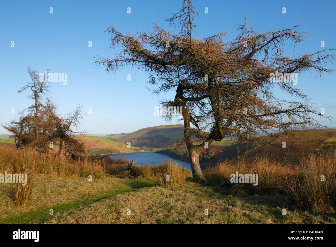 Larch trees on a hill above Llyn Clywedog. Powys, Wales Stock Photo - Alamy