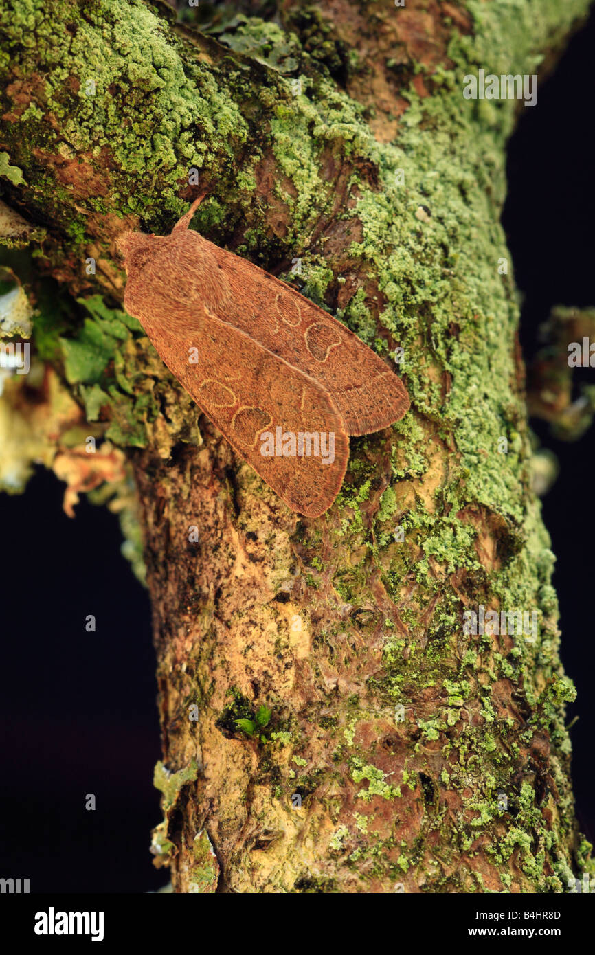 Common Quaker moth (Orthosia cerasi). Powys, Wales Stock Photo - Alamy