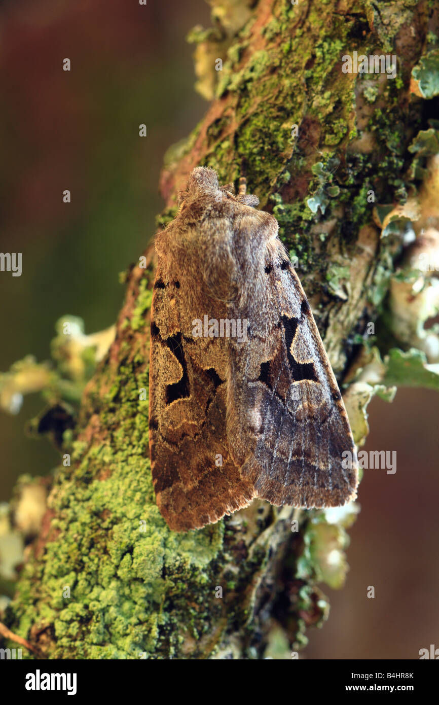 Hebrew Character moth (Orthosia gothica). Powys, Wales Stock Photo - Alamy