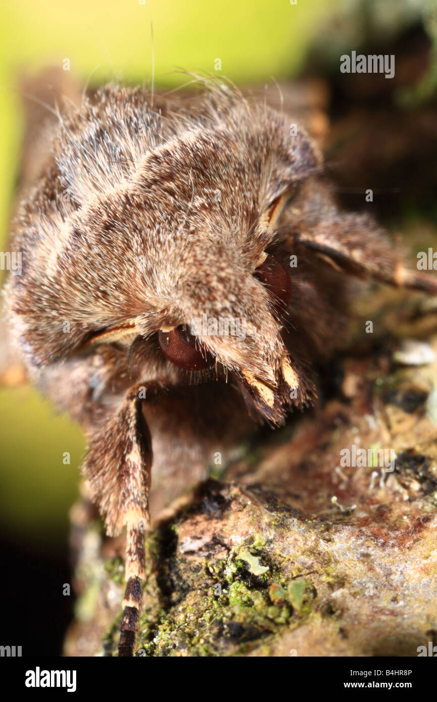 Head of a Hebrew Character moth (Orthosia gothica) Powys. Wales Stock ...