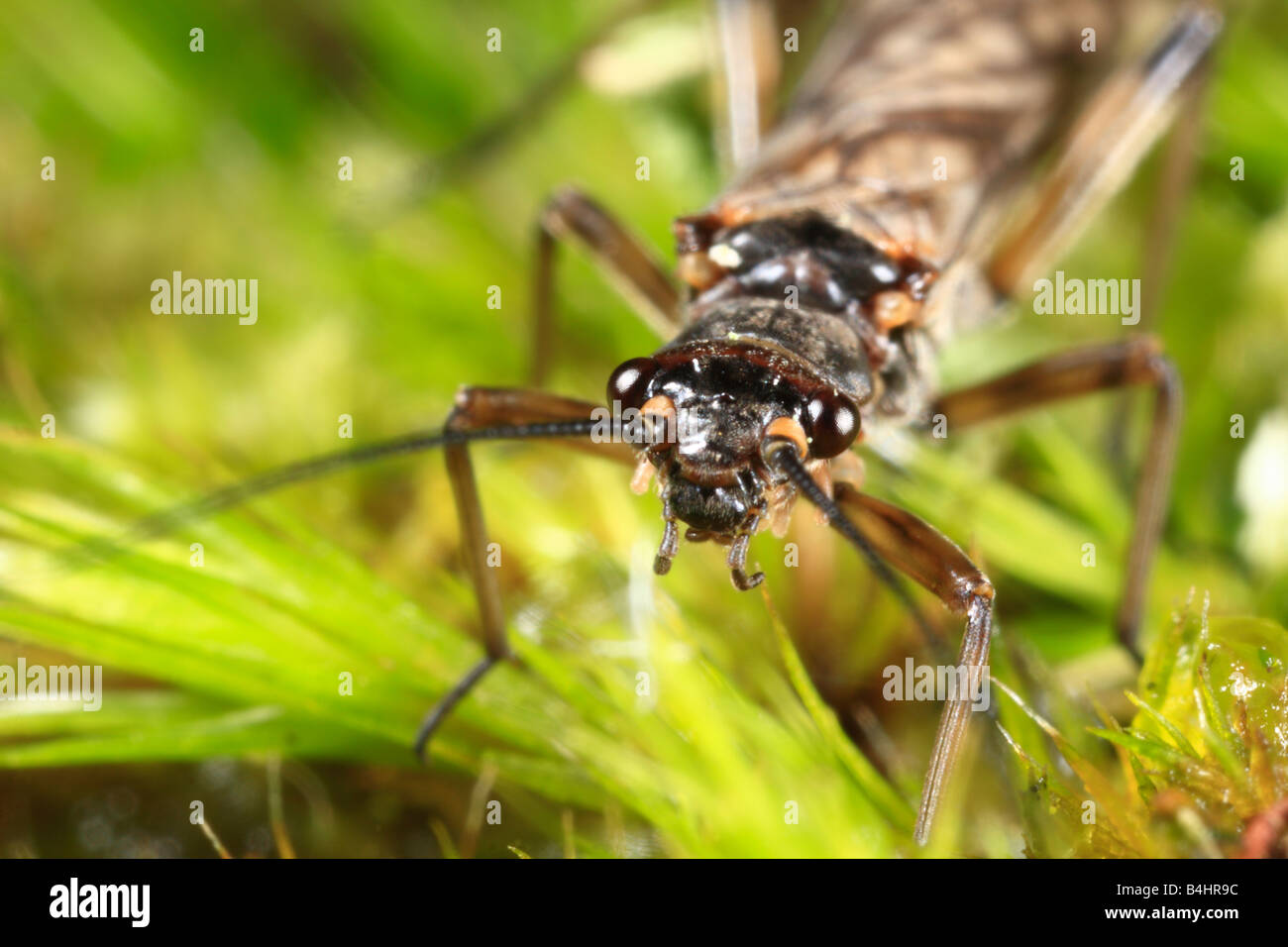 Small Stonefly (Plecoptera) on moss. Powys, Wales. UK Stock Photo - Alamy
