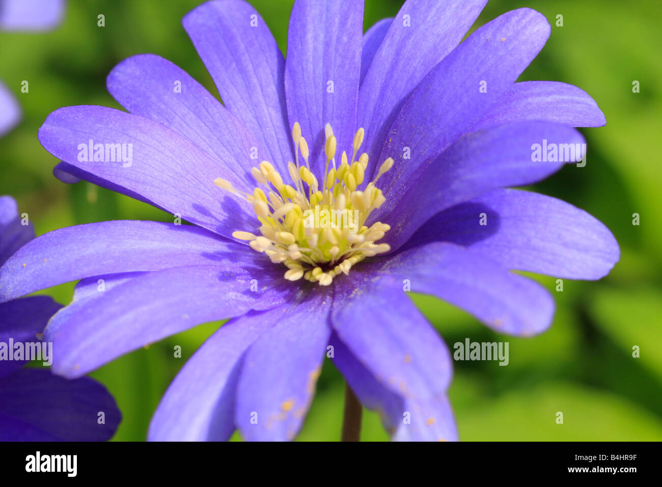 Blue anemone flower hi-res stock photography and images - Alamy