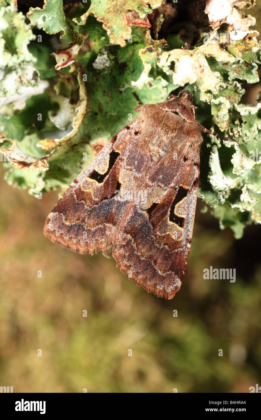 Hebrew Character moth (Orthosia gothica). Powys, Wales Stock Photo - Alamy