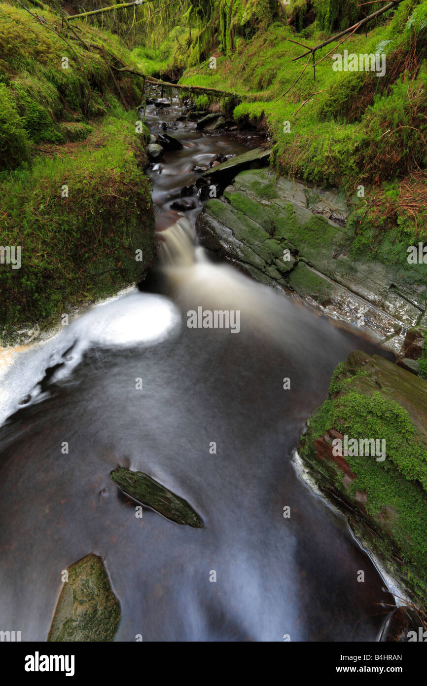 Welsh forest hi-res stock photography and images - Alamy