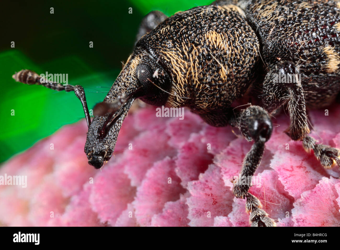 Pine Weevil (Hylobius abietis) on Sitka Spruce. Powys, Wales Stock ...