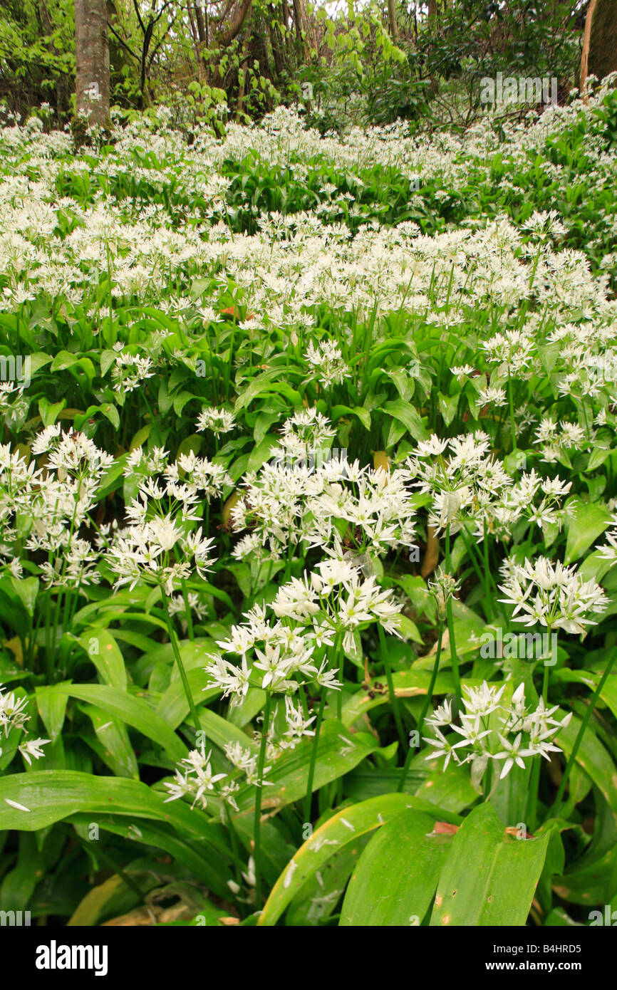 Ramsons hi-res stock photography and images - Alamy