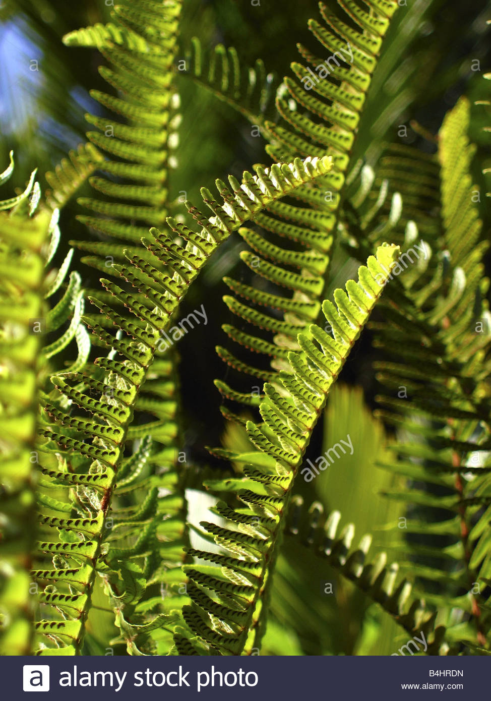 Pinnately Compound Leaf Stock Photos & Pinnately Compound Leaf Stock ...