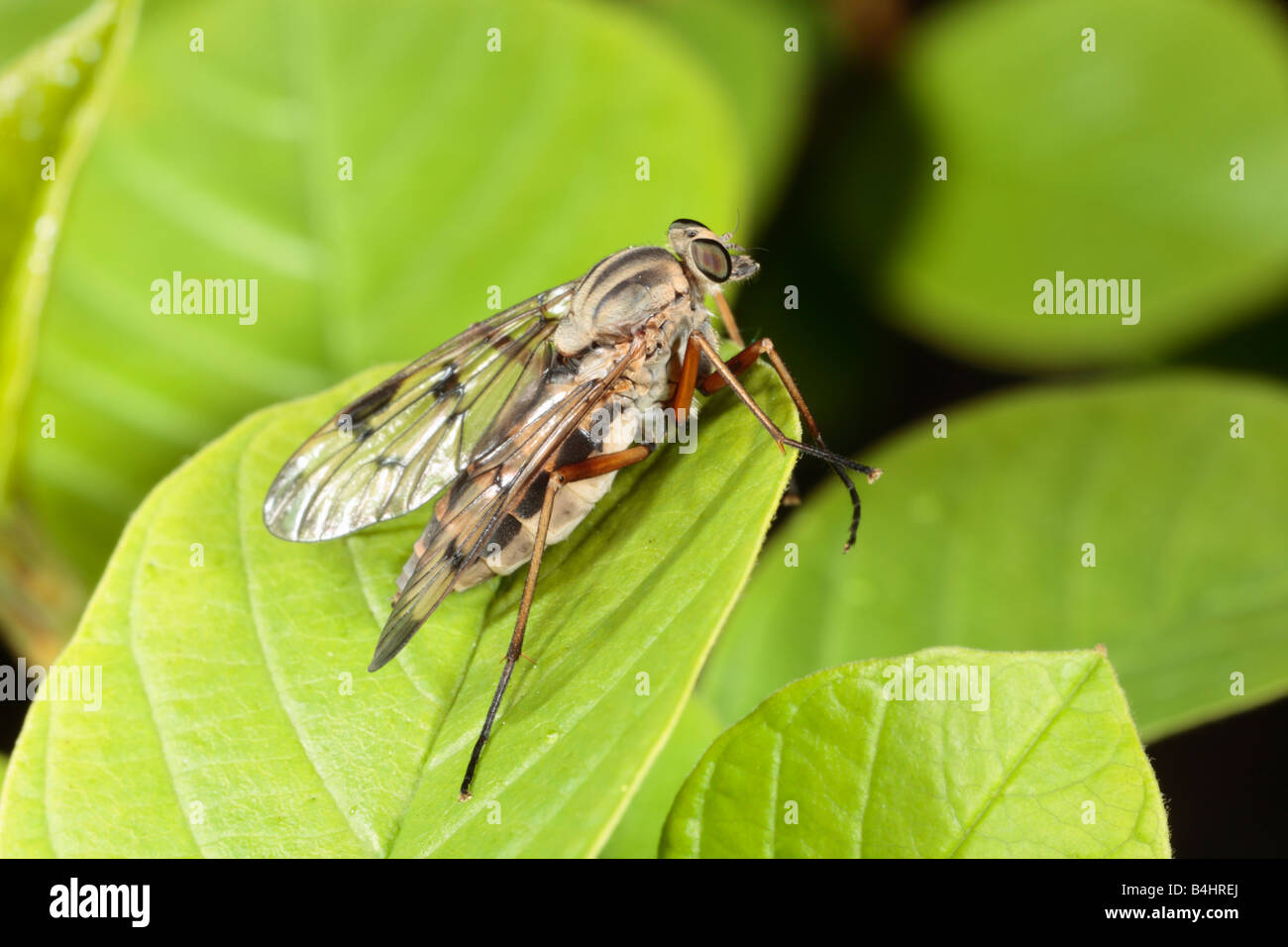 Female Scorpion Fly (Panorpa communis) resting on a leaf. Powys, Wales ...
