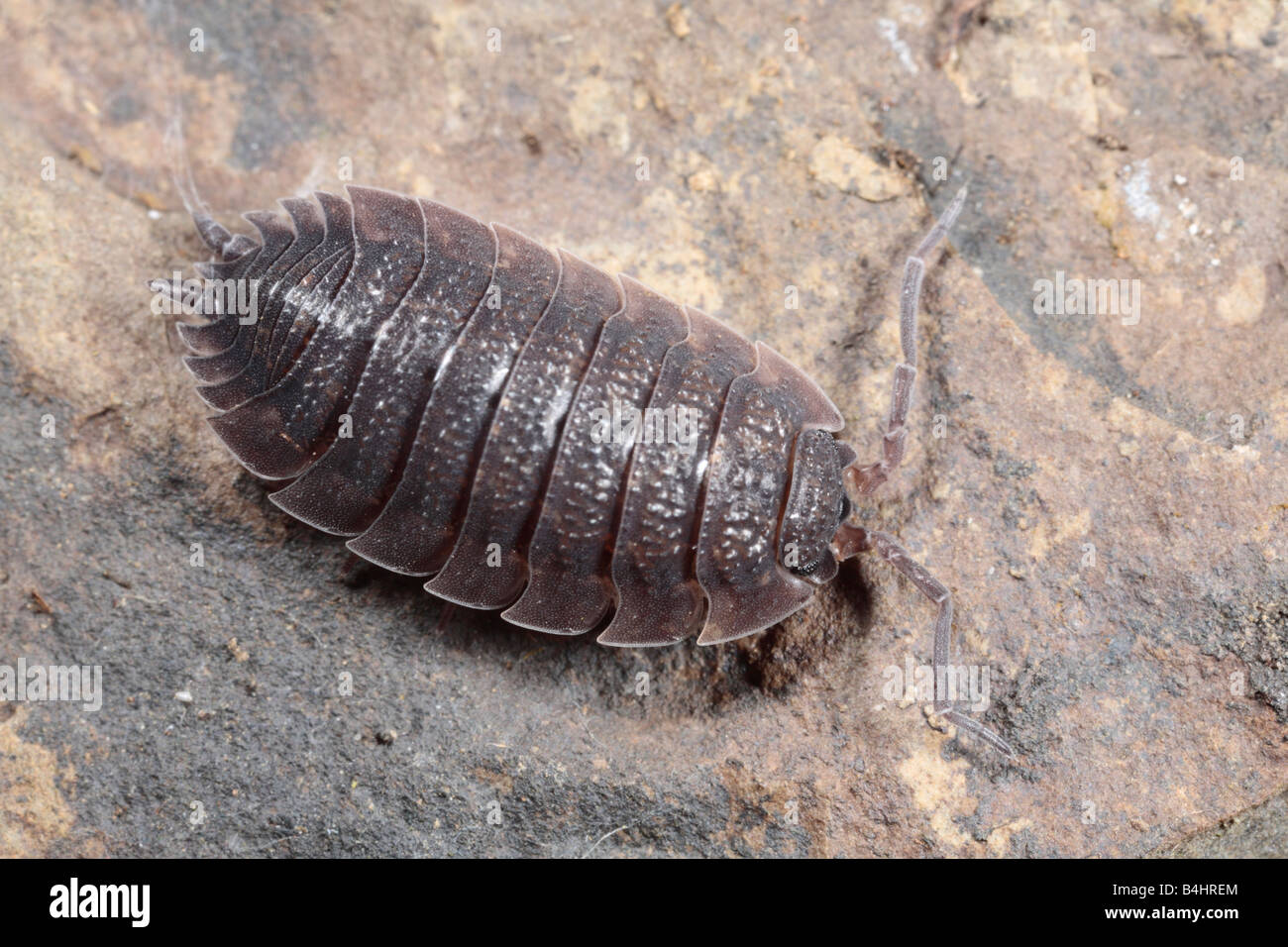 Woodlouse Porcellio Scaber High Resolution Stock Photography and Images ...